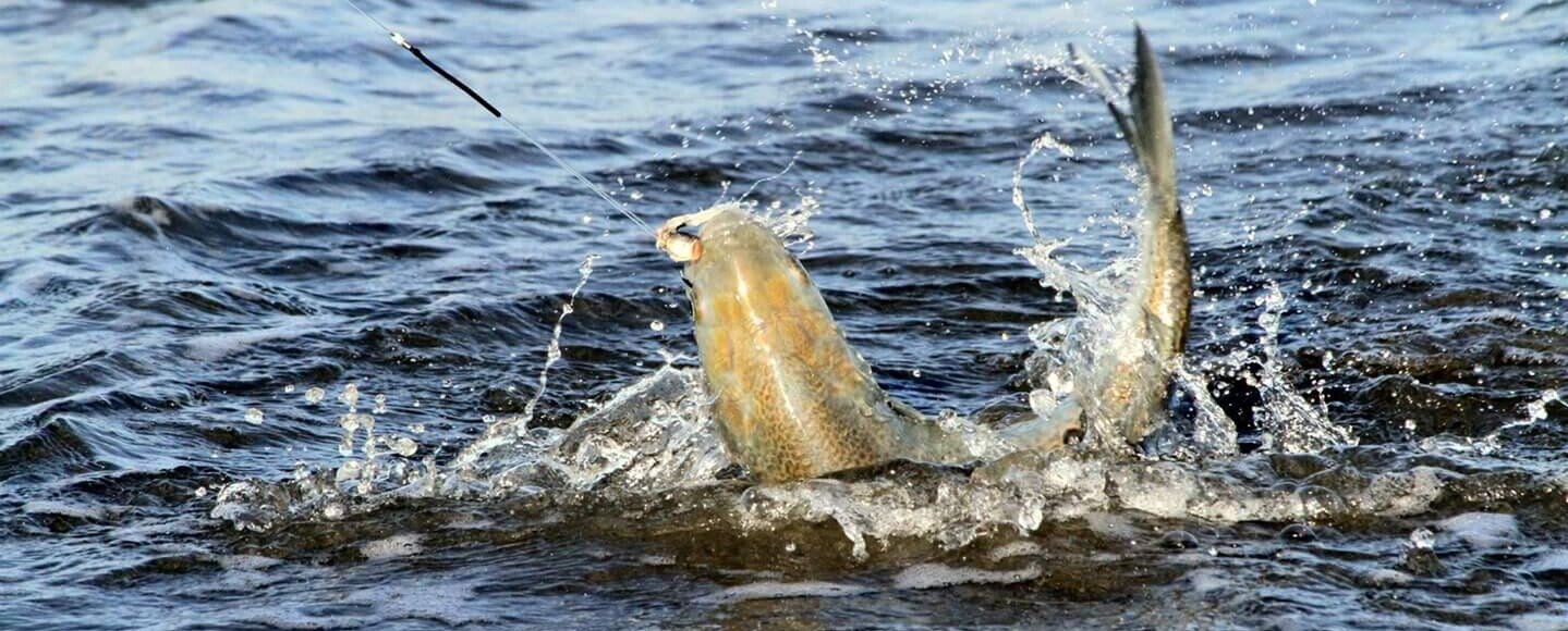 Ezi-Flow Whitebait Netting - WHITE, Whitebait Nets | Tackle Tactics Ltd